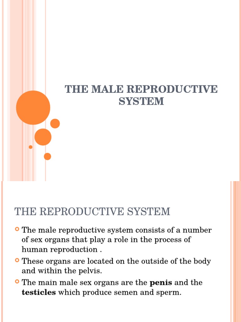 Assignment-The Male Reproductive System | PDF | Testicle | Andrology