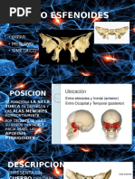 Triangulo de Farabeuf | PDF | Anatomía humana | Cabeza y cuello humanos