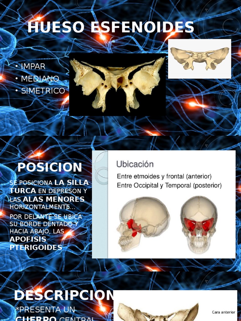 Hueso Esfenoides | PDF | Anatomía humana | Anatomía