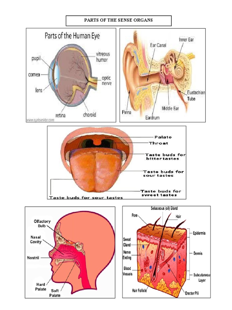 Parts of The Sense Organs | PDF