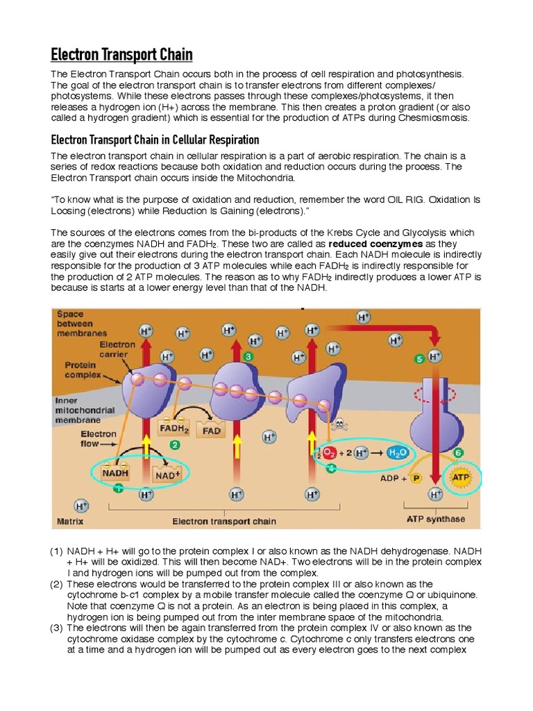 Electron Transport Chain - Cellular Respiration and Photosynthesis ...