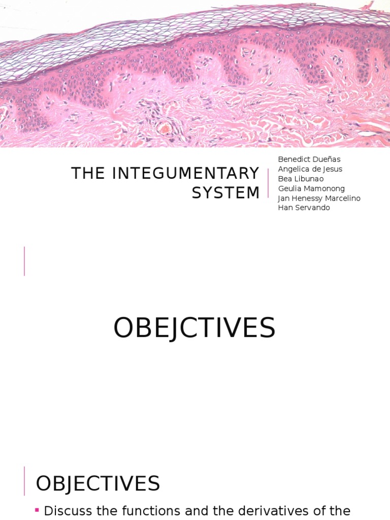 The Integumentary System Powerpoint Presentation | PDF | Skin | Epidermis
