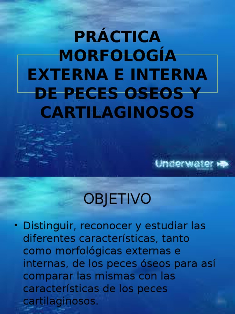 Peces Oseos Morfo Externa | PDF | Pescado | Vertebrados Acuáticos
