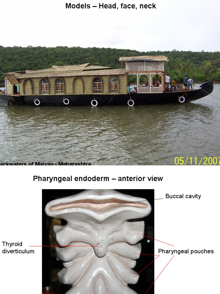 Head, Face, Neck Anatomy | PDF
