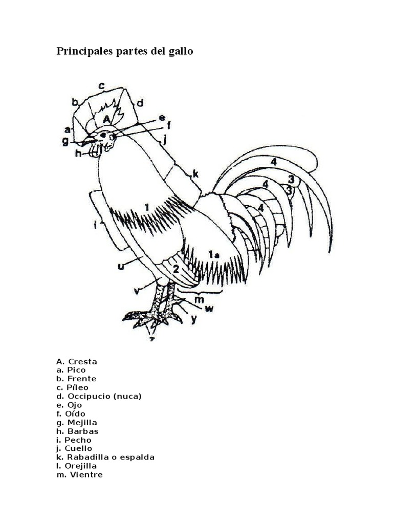 Diagrama De Anatomía Del Gallo