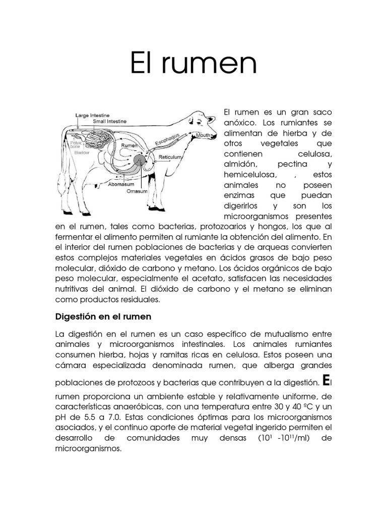 El Rumen | PDF | Rumiante | Digestión