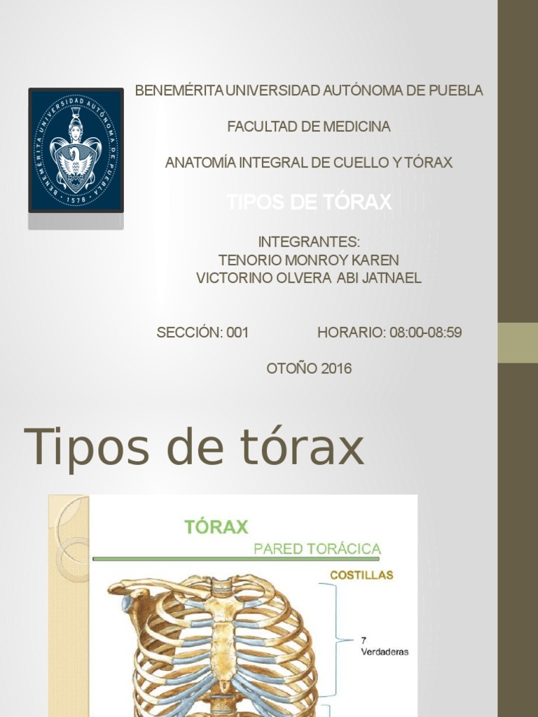 Tipos de Tórax | PDF