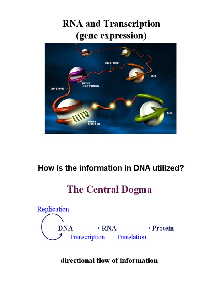 RNA and Transcription (Gene Expression) : The Central Dogma | PDF | Rna ...
