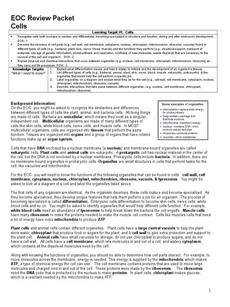 EOC Review Packet 2013 | PDF | Dominance (Genetics) | Cell (Biology)