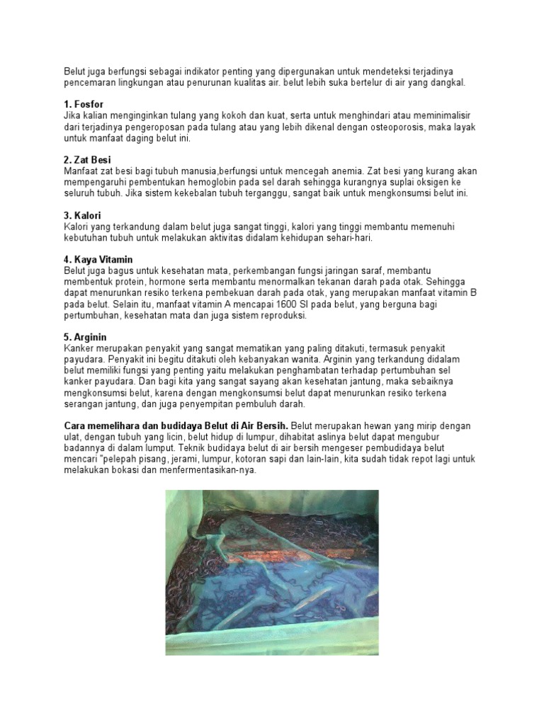 Budidaya Belut | PDF