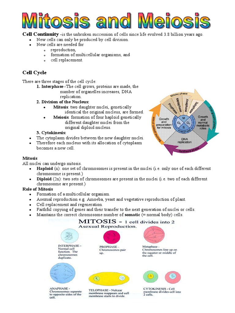 Mitosis | PDF | Meiosis | Mitosis