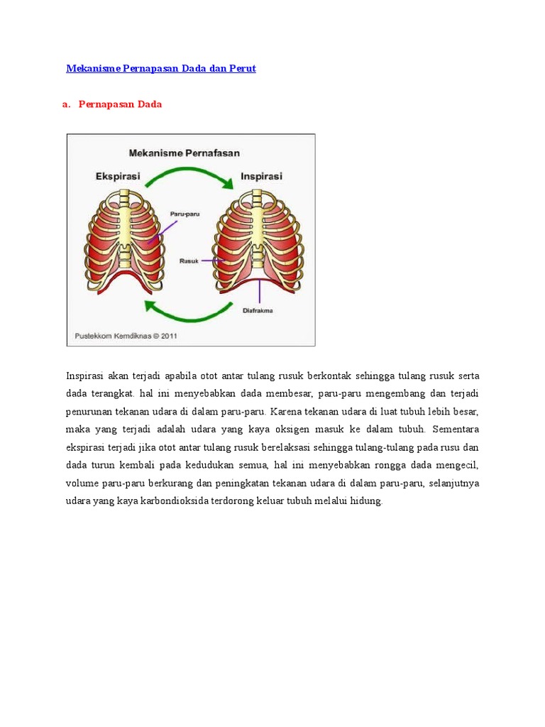 Mekanisme Pernapasan Dada Dan Perut | PDF