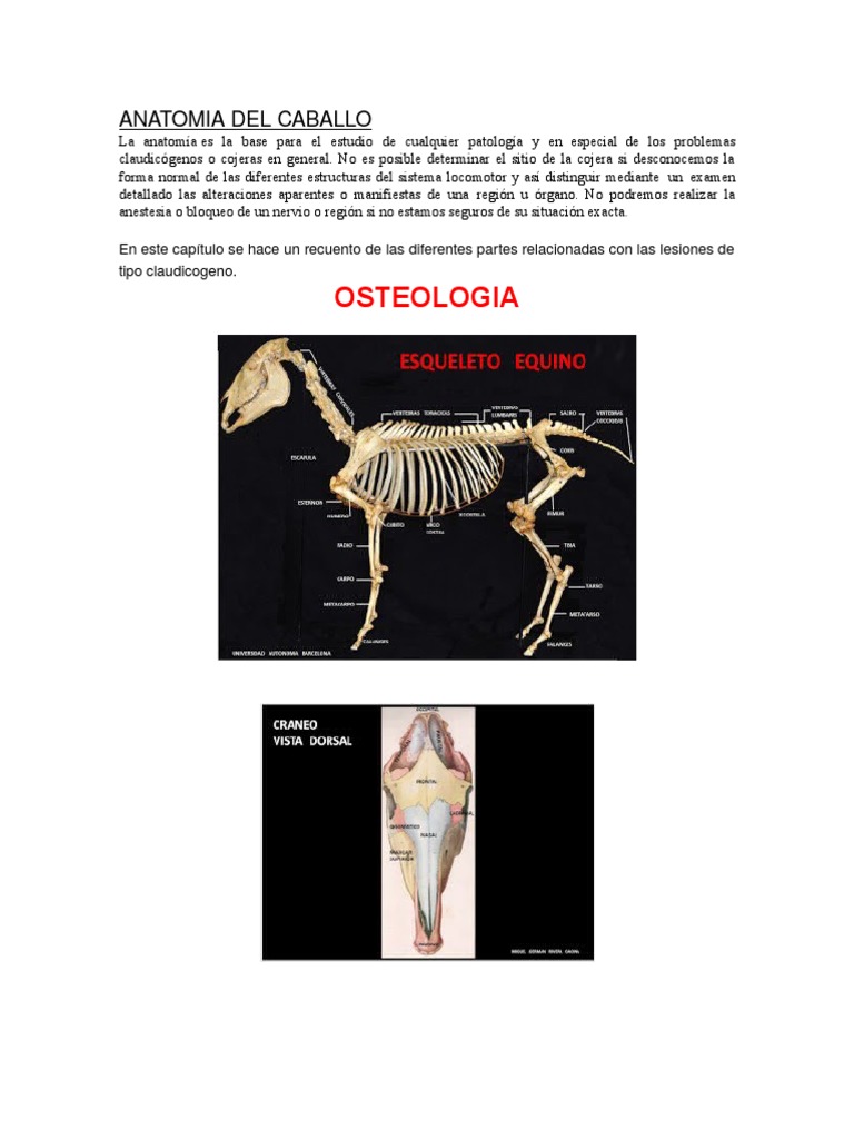 Anatomia Del Caballo | PDF | Diente humano | Caballos