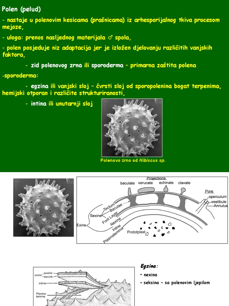 5 Botanika-2 | PDF