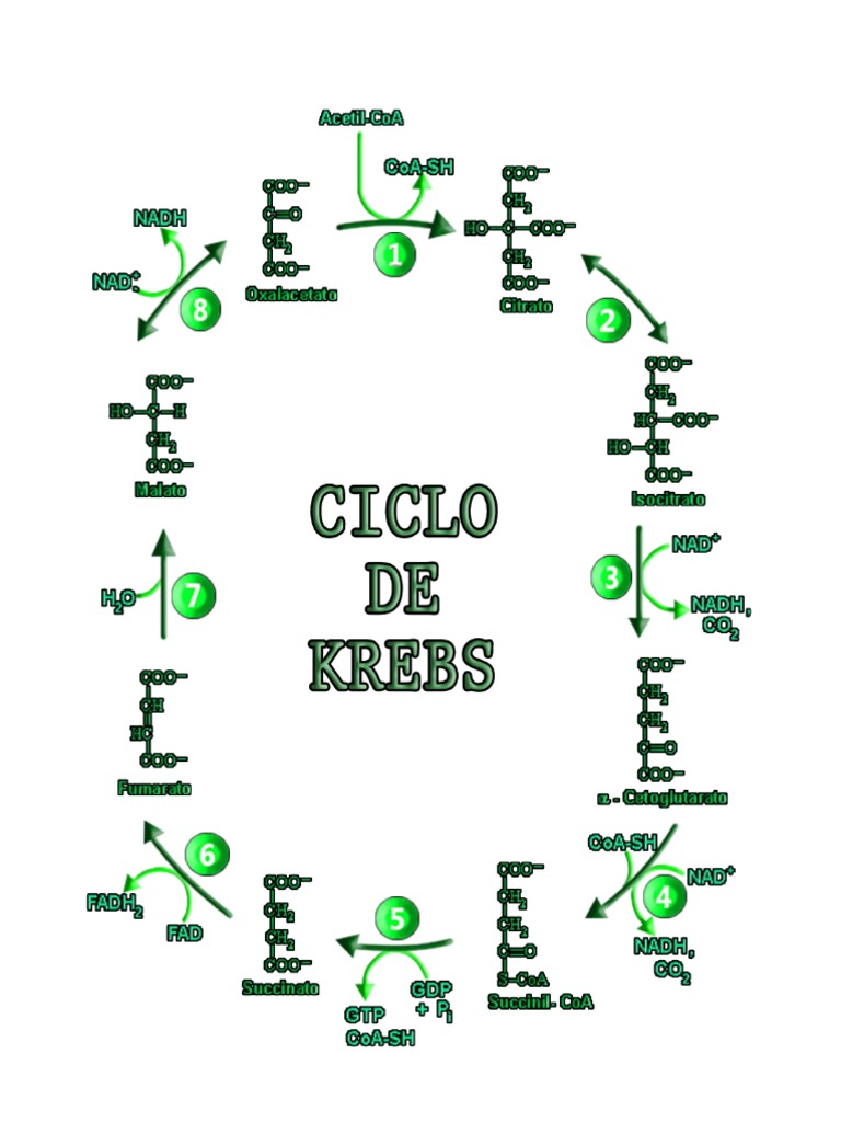 Ciclo de Krebs y La Glucolisis | Ciclo de ácido cítrico | Glucólisis