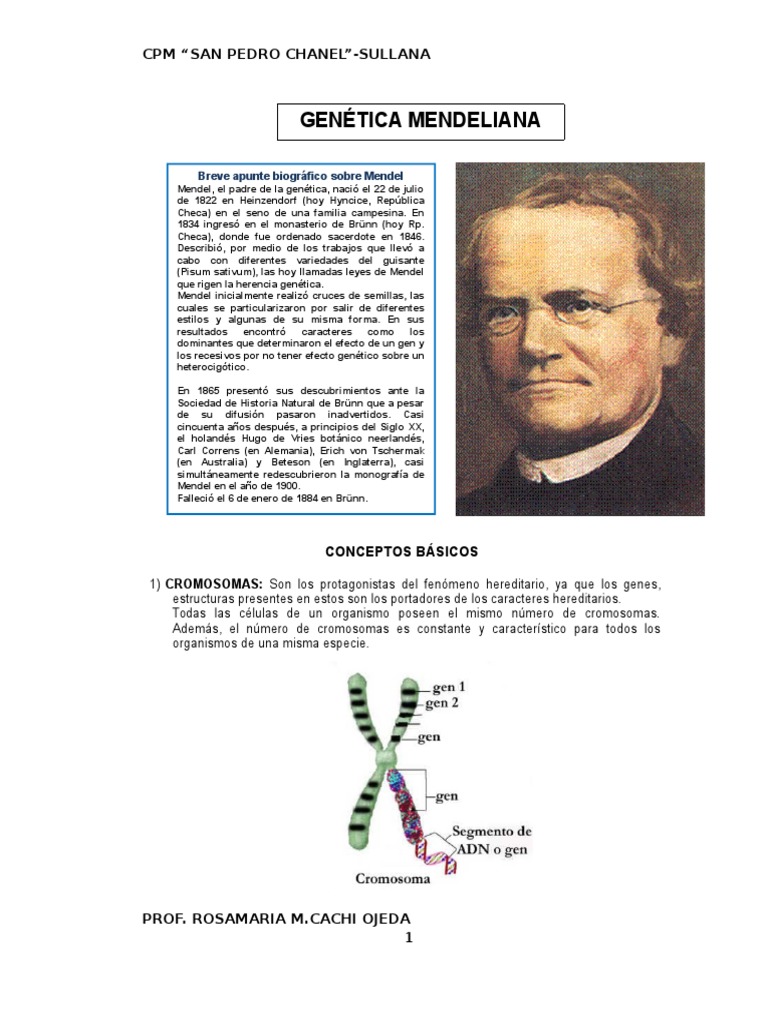 Genetica Mendeliana | PDF | Dominancia (Genética) | Alelo
