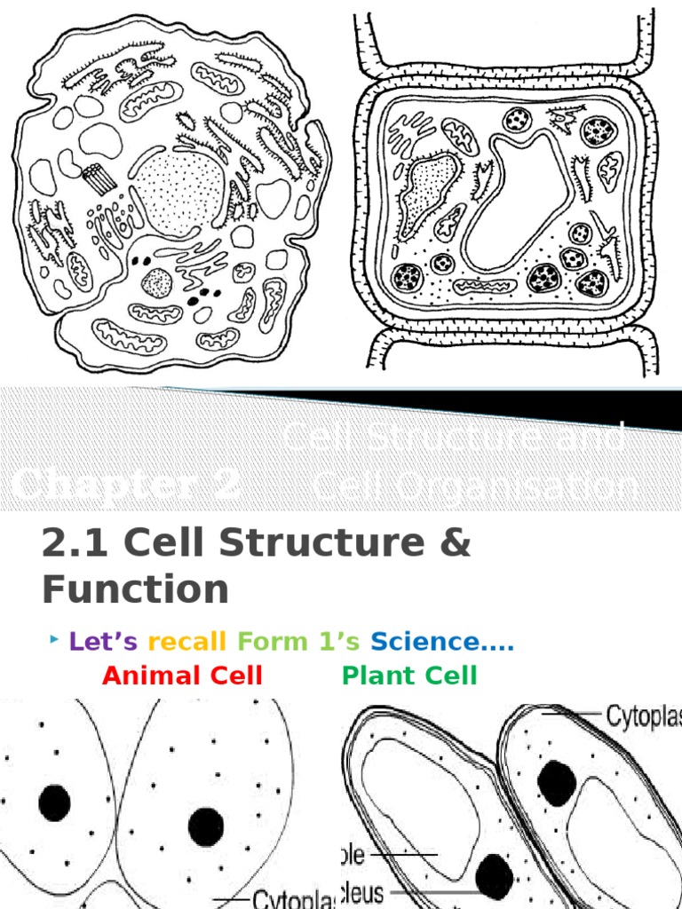 Biology Form 4 Chapter 2 | PDF | Tissue (Biology) | Endoplasmic Reticulum