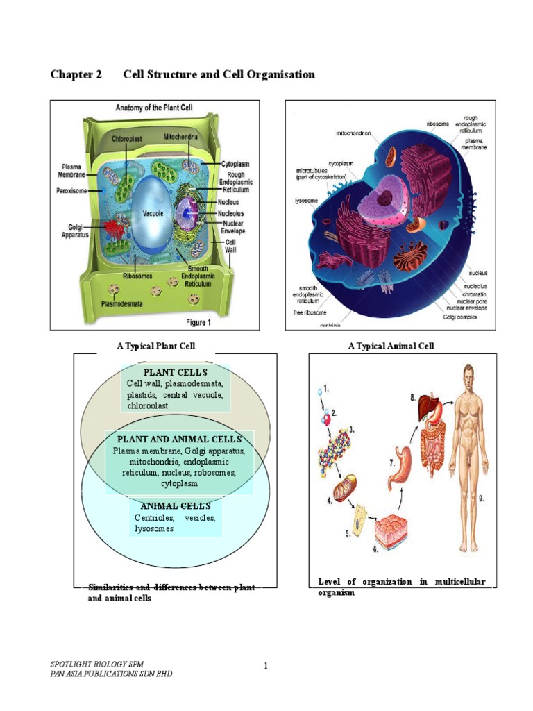 Chapter 2 Cell Structure and Cell Organisation | PDF | Endoplasmic ...