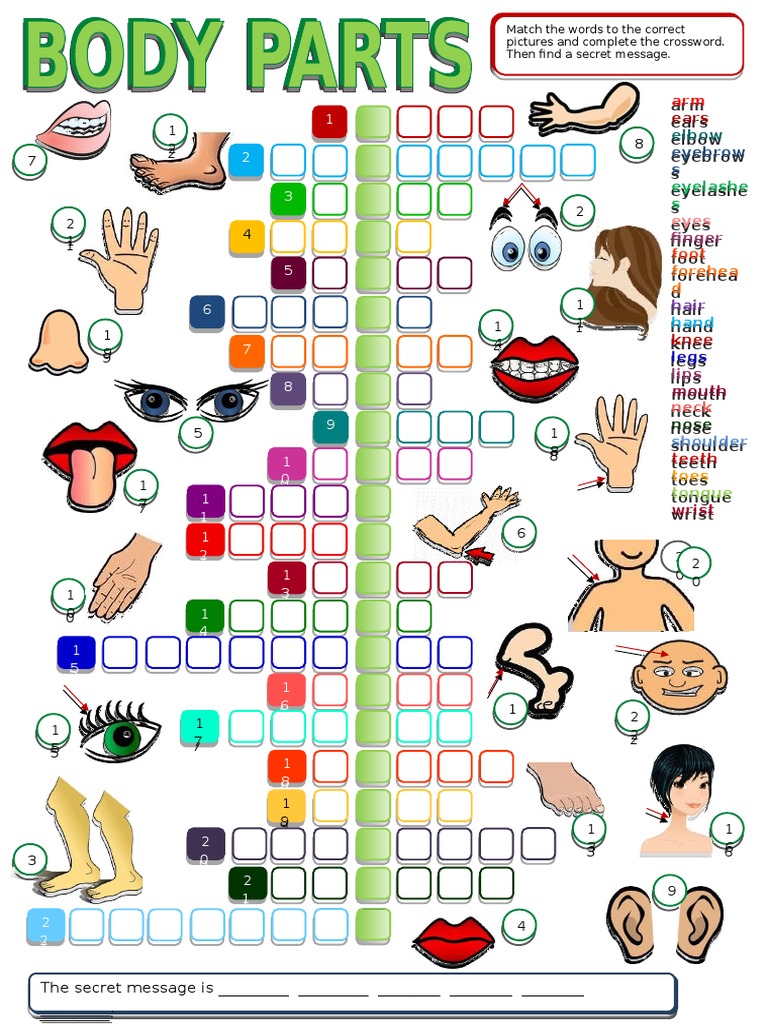 Body Parts Crossword | PDF