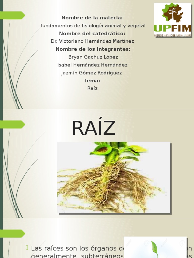 Tipos y partes de las raíces de plantas | PDF | Raíz | Plantas