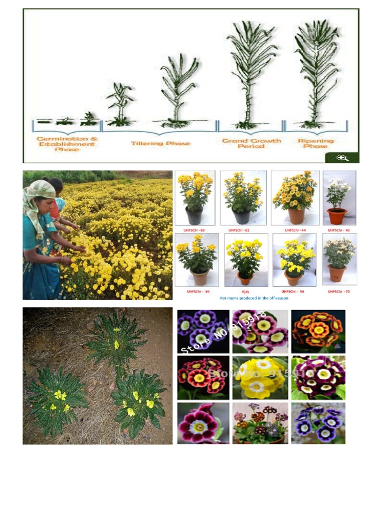 Gurukula Patasala 10th | PDF | Sex | Intimate Relationships