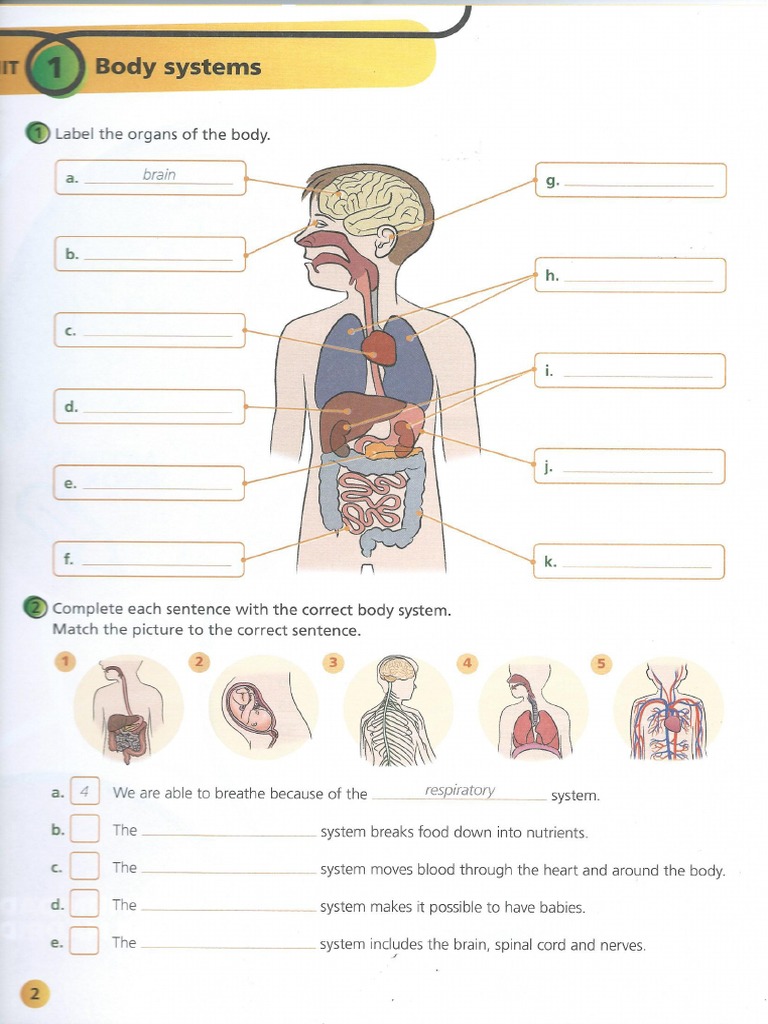 Unit1 Body Systems Activity Book 3 PRIMARIA | PDF | Books
