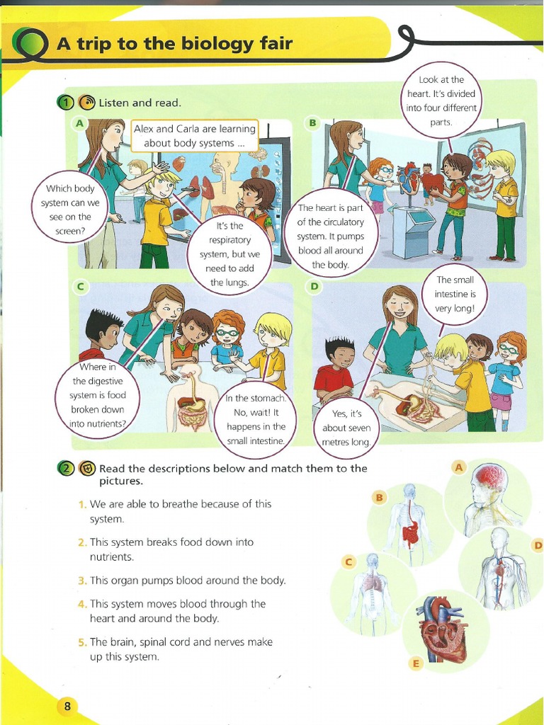 Unit1 Body Systems 4º PRIMARIA SCIENCES | PDF