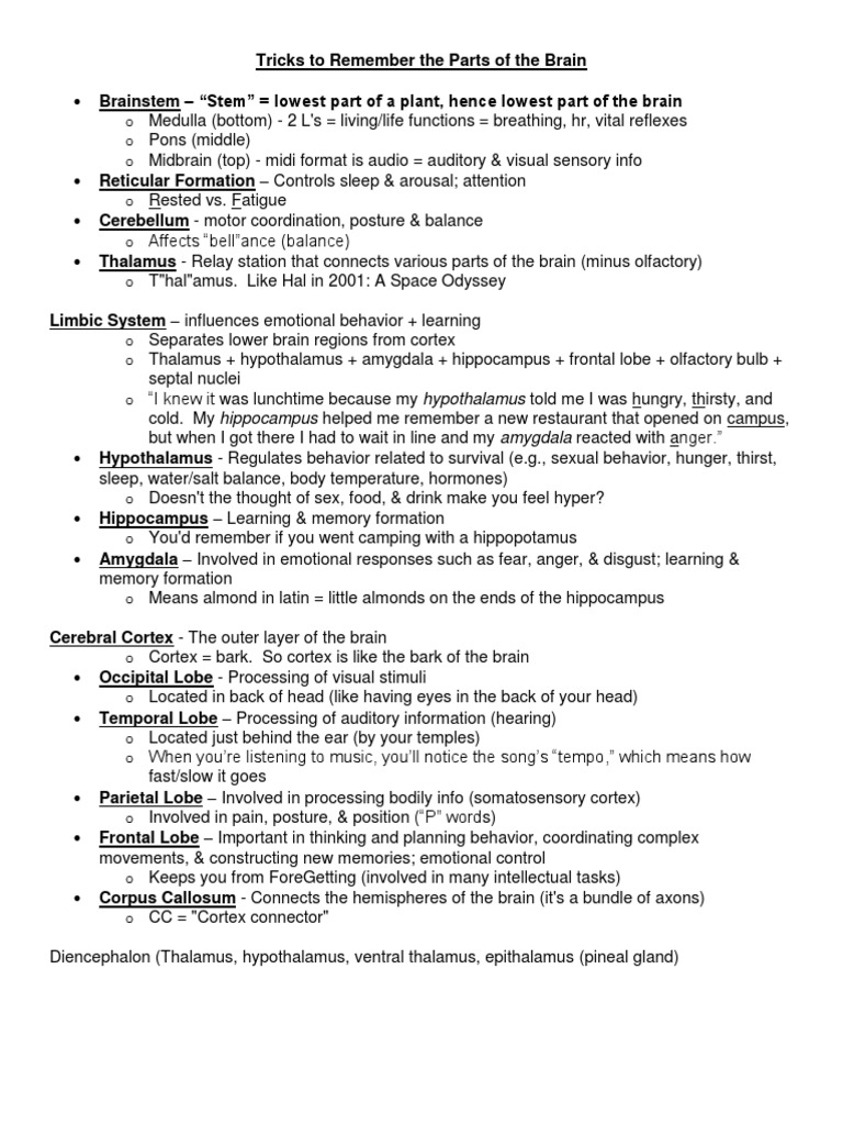 Mnemonics for Brain Parts and Functions | PDF