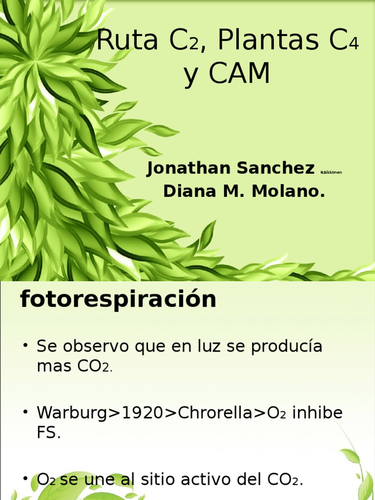 Clico C2, Plantas C4 y CAM | PDF | Bioquímica | Química
