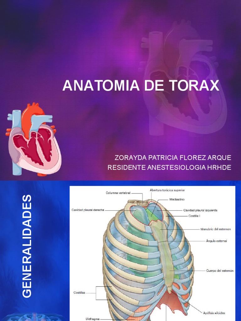 Anatomia de Torax | PDF