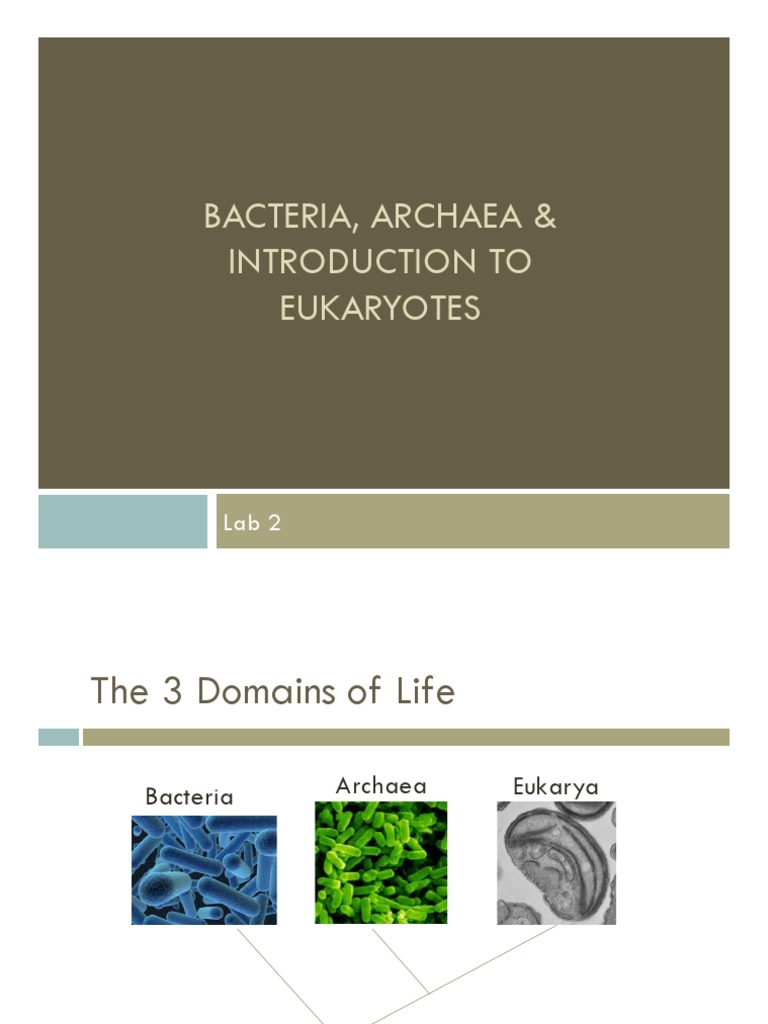 Bacteria, Archaea & Introduction To Eukaryotes | PDF | Bacteria | Archaea