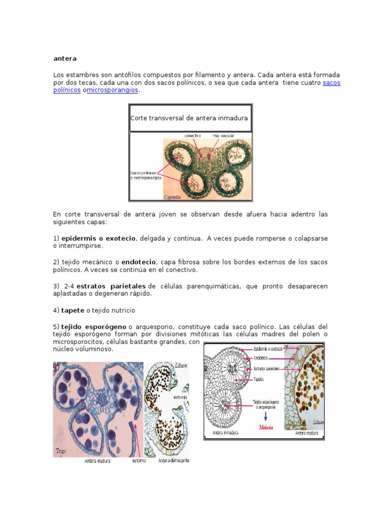 Formación y Estructura del Polen | PDF | Raíz | Germinación