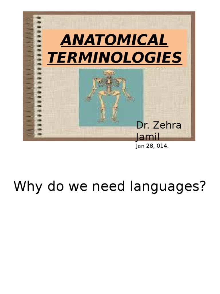 Basic Anatomical Terms | PDF | Anatomical Terms Of Location ...