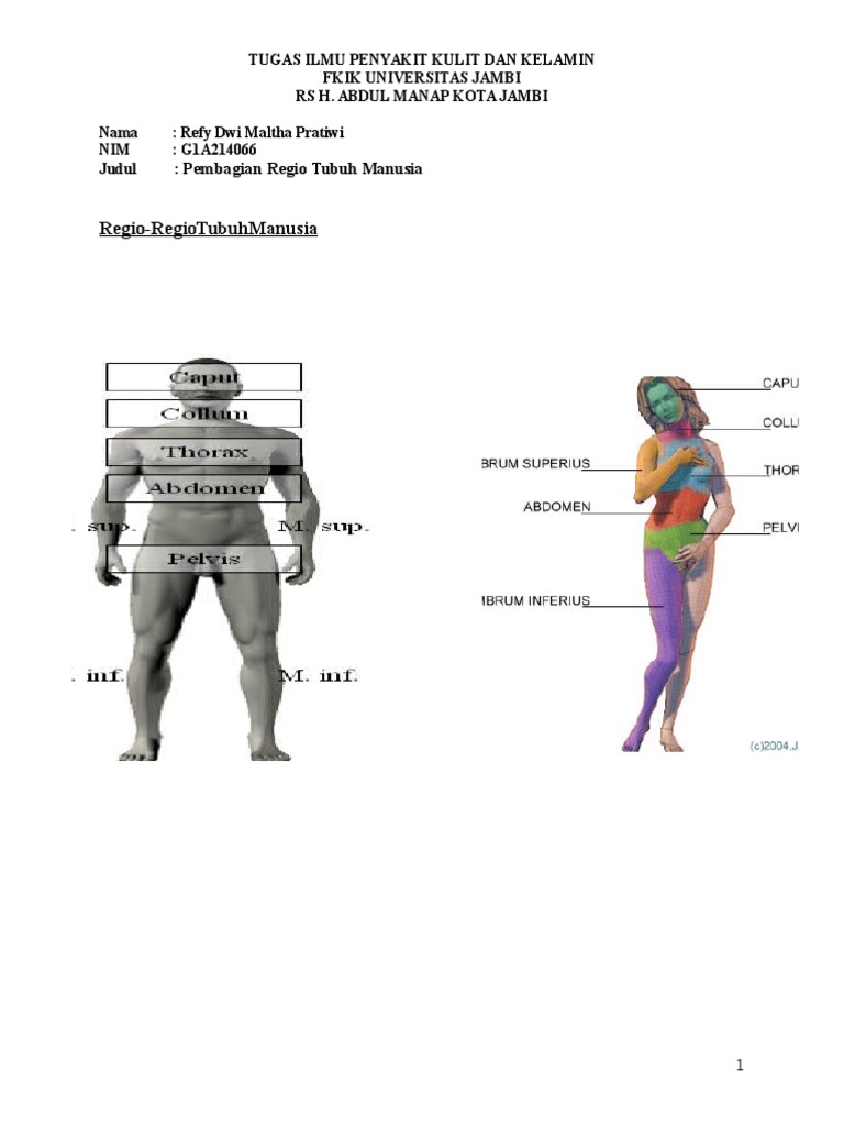 Regio Tubuh | PDF