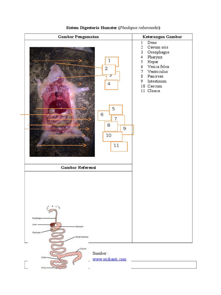 Sistem Digestoria Hamster Fix | PDF