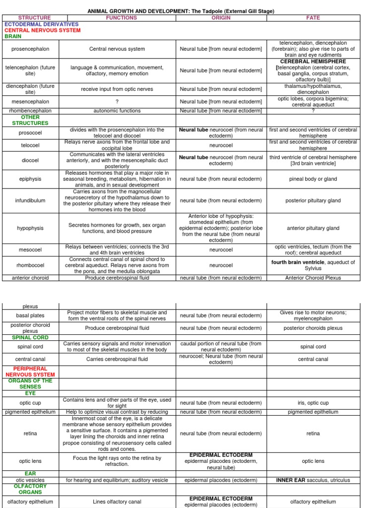 7mm Tadpole Table | PDF | Gastrointestinal Tract | Cerebrum