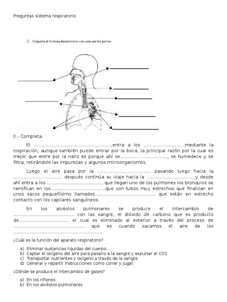 Sistema Respiratorio 5 Basico | PDF