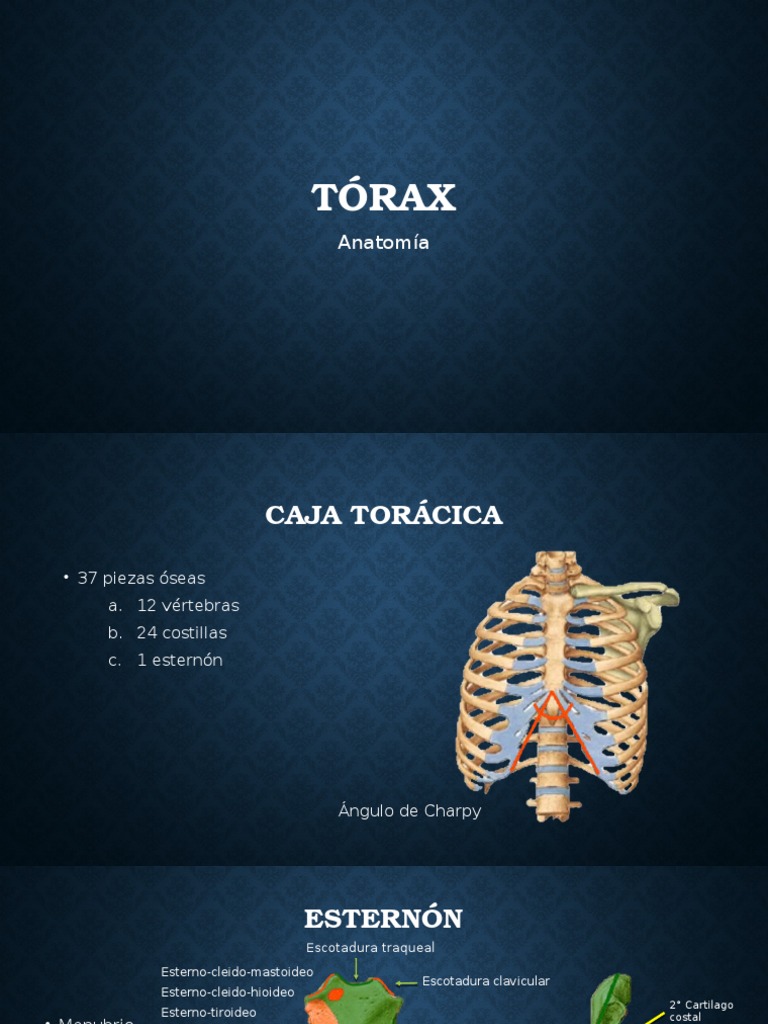 Anatomía del Tórax y su Función | PDF