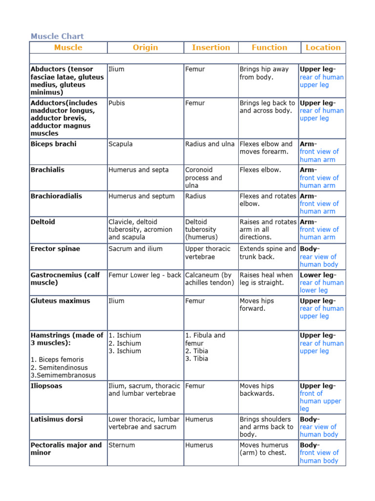 Muscle Chart Body Map PDF | Download Free PDF | Human Leg | Arm