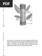 Adaptations of The Leaf For Photosynthesis and Gaseous Exchange | PDF ...