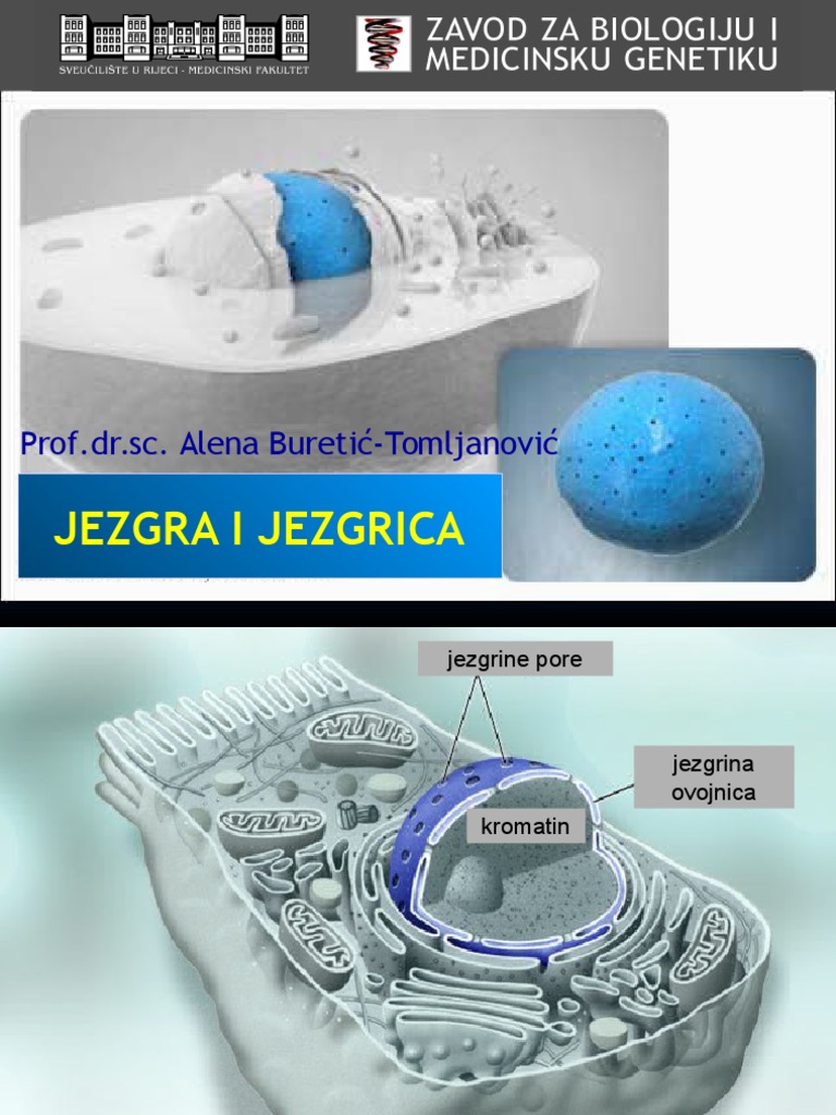 Jezgra I Jezgrica Prezentacija | PDF