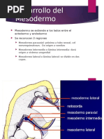 Mesodermo y Derivados | PDF | Biología del desarrollo | Anatomía