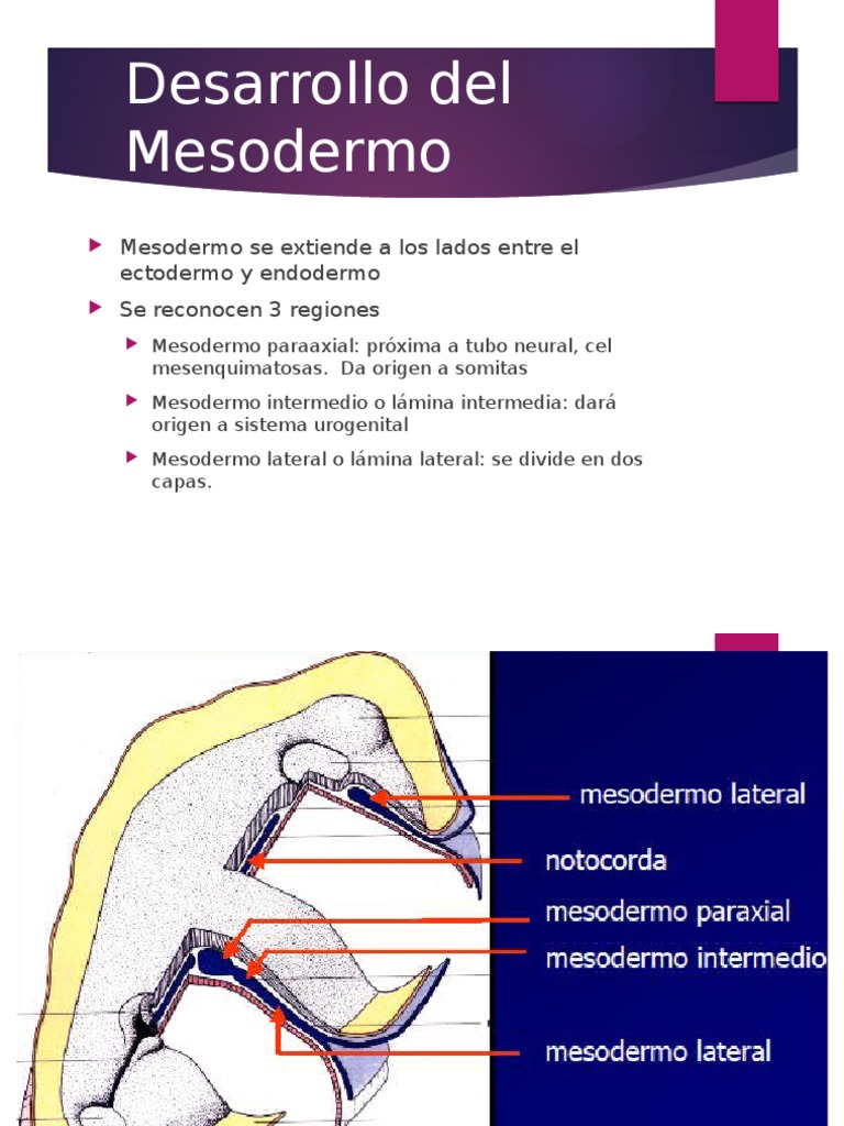 MESODERMO | PDF | Ciencia y matemáticas