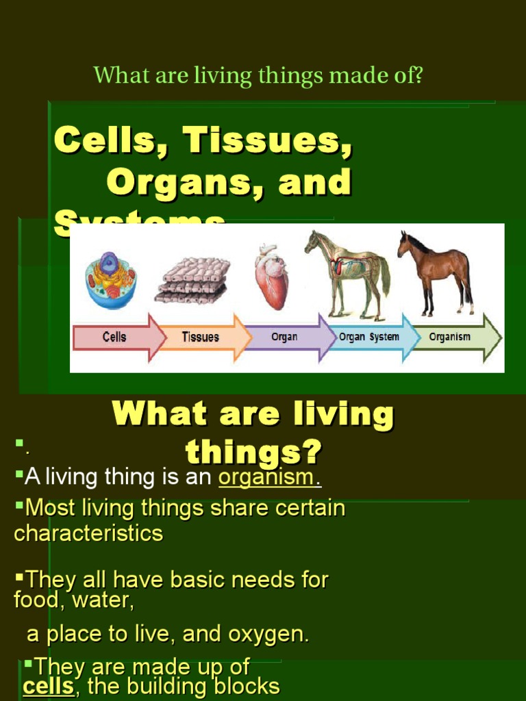 Cells Tissues Organs Organ Systems Powerpoint
