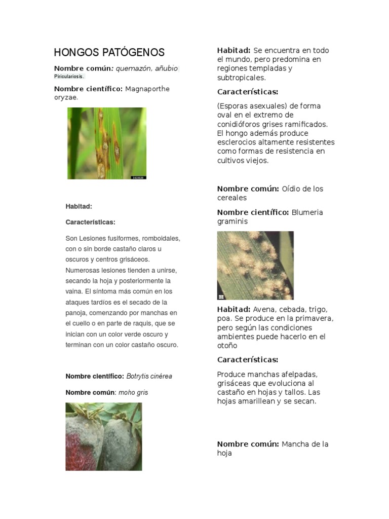 Hongos Patógenos | PDF | Hongo | Organismos