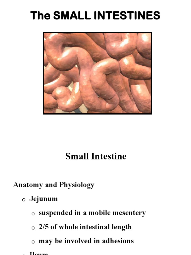 General Surgery SMALL INTESTINES-Dr Mendoza | PDF | Gastrointestinal ...