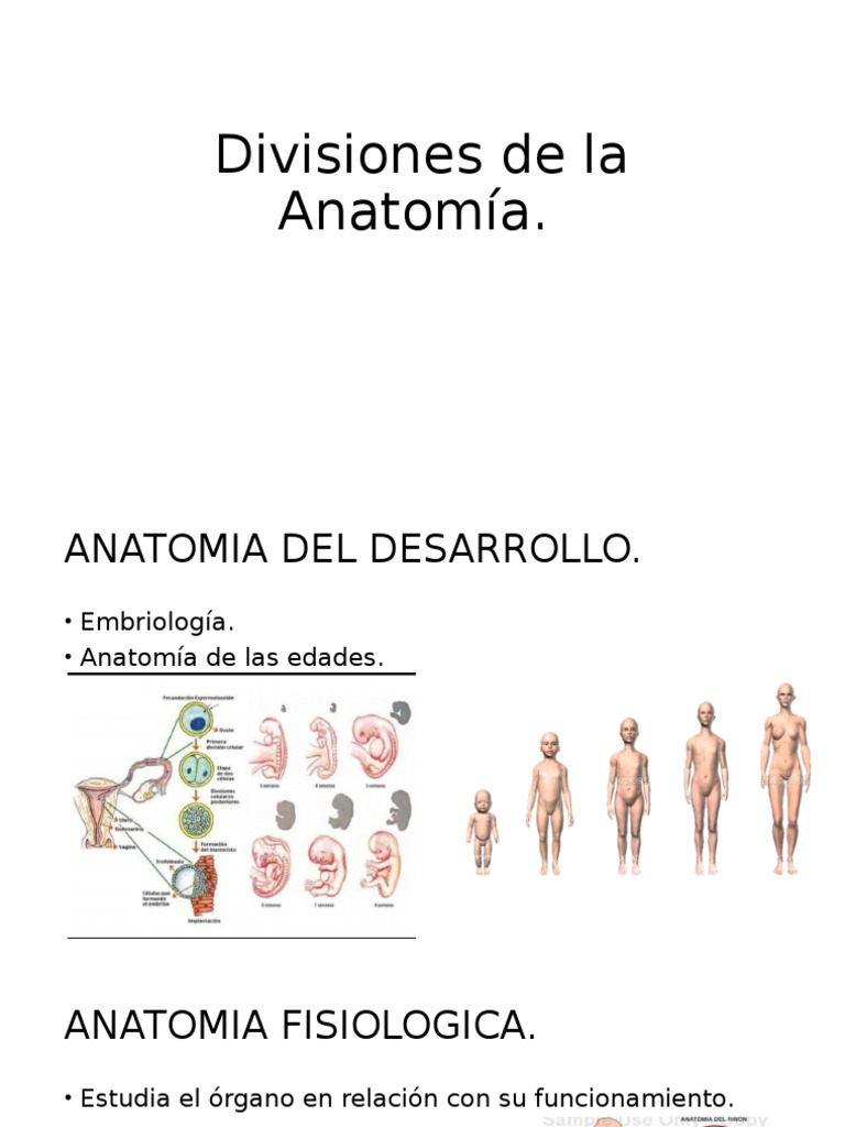 Divisiones de La Anatomía | PDF