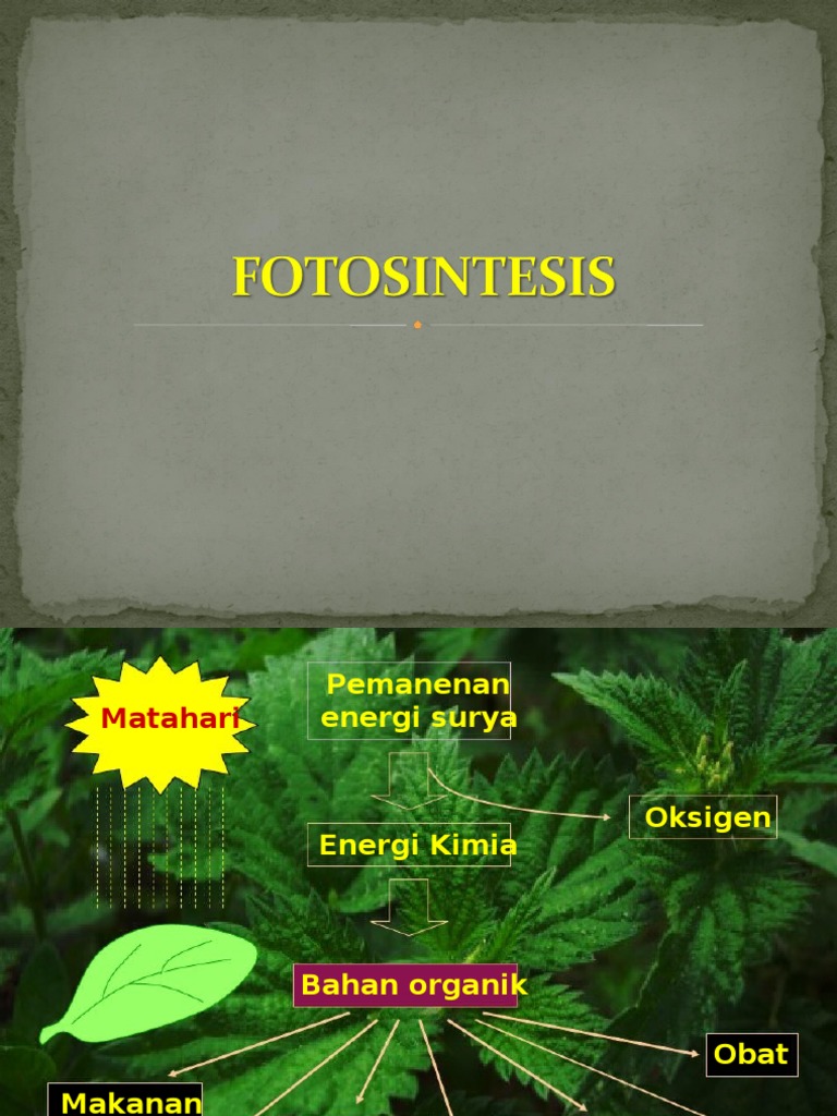 2. Fotosintesis.ppt