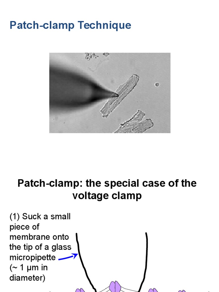 Patch Clamp | PDF | Neurophysiology | Electrophysiology