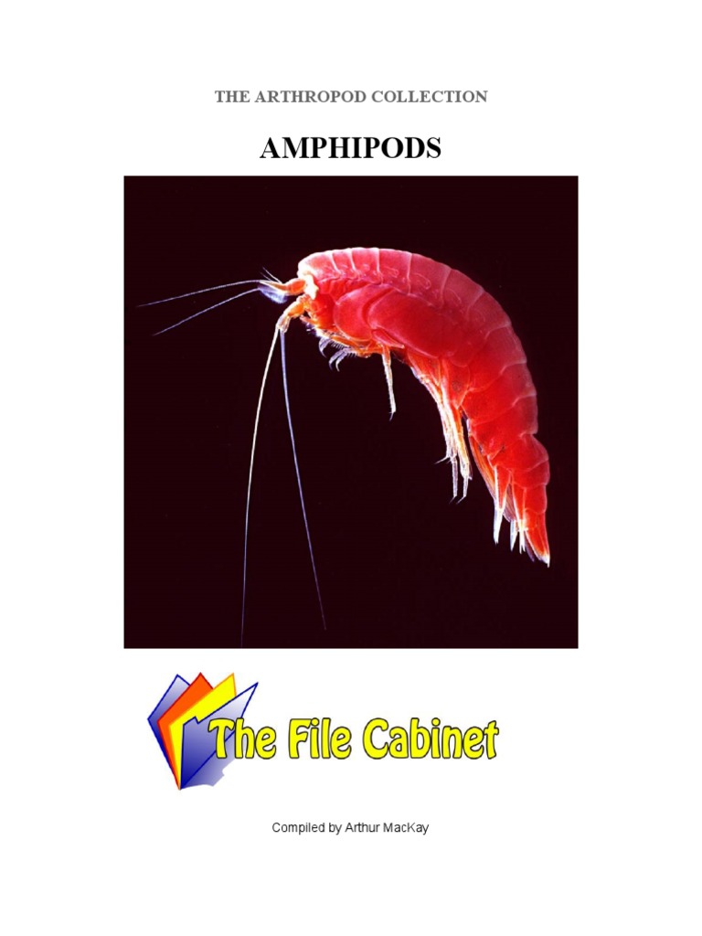 The Arthropod Collection - Amphipods | PDF | Organisms | Nature
